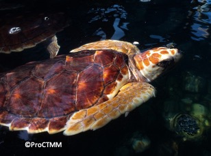 Componente Tortugas Marinas de Colombia - SiAM