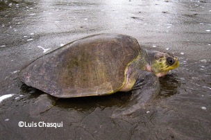 Componente Tortugas Marinas de Colombia - SiAM